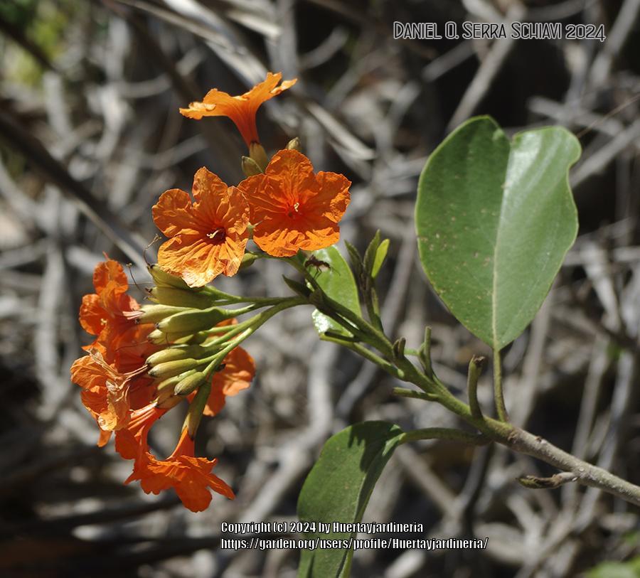 Orange Geiger Tree (Cordia sebestena) - Garden.org