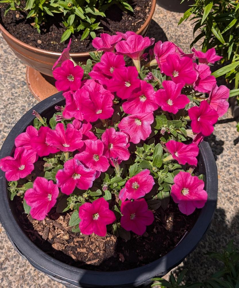 Petunia Headliner™ Lipstick in the Petunias Database - Garden.org