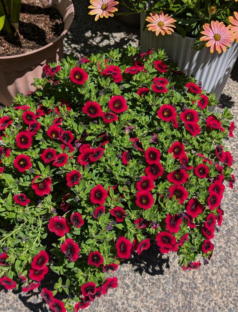 Photo of the entire plant of Million Bells (Calibrachoa Cha-Cha™ Red ...