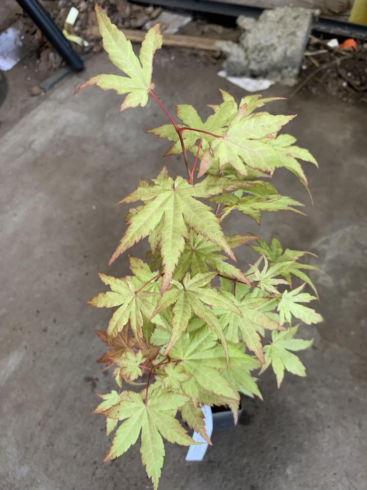 Photo of the leaves of Full Moon Japanese Maple (Acer shirasawanum ...
