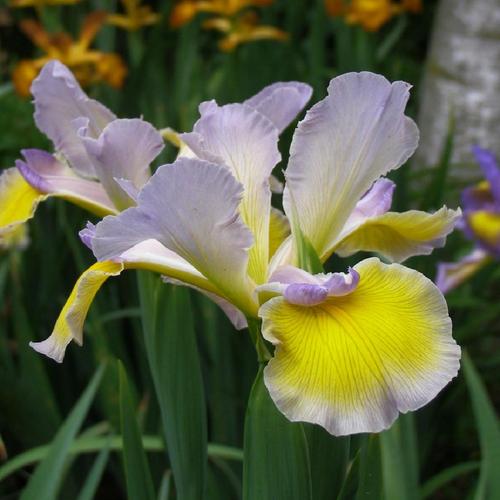 Spuria Iris (Iris 'Art and Soul') in the Irises Database - Garden.org