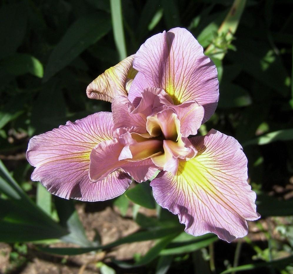 Spuria Iris (Iris 'Some Say It's Pink') in the Irises Database - Garden.org