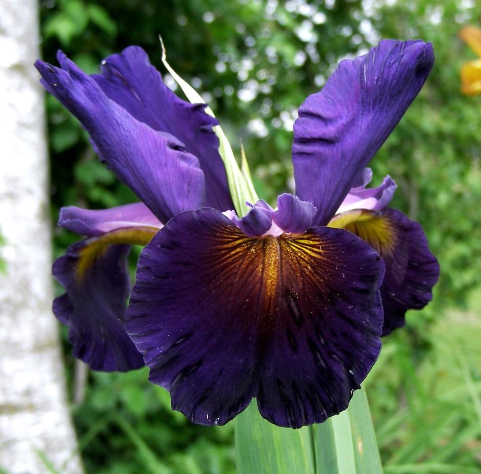 Photo of the bloom of Spuria Iris (Iris 'Midnight Rival') posted by ...