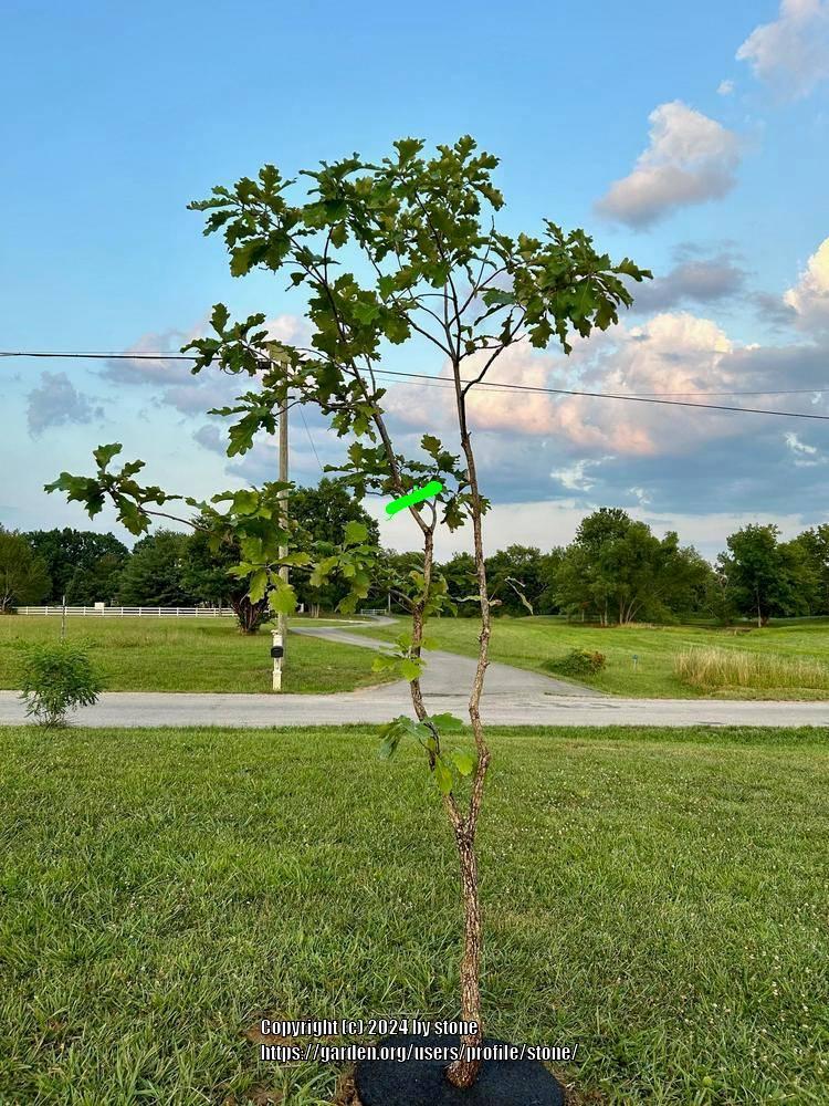 How should I prune this forked oak tree? in the Trees and Shrubs forum ...