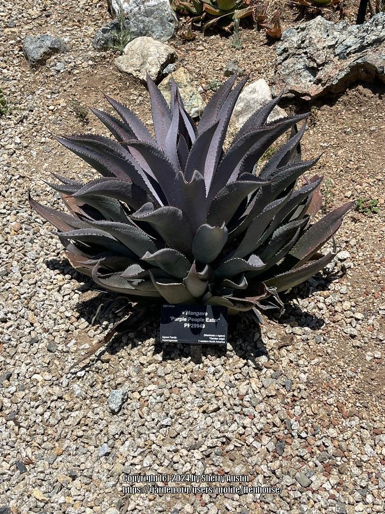 Mangave (Agave 'Purple People Eater') in the Agaves Database - Garden.org