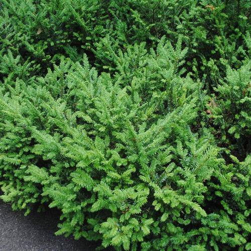 Canada Yew (Taxus canadensis) - Garden.org