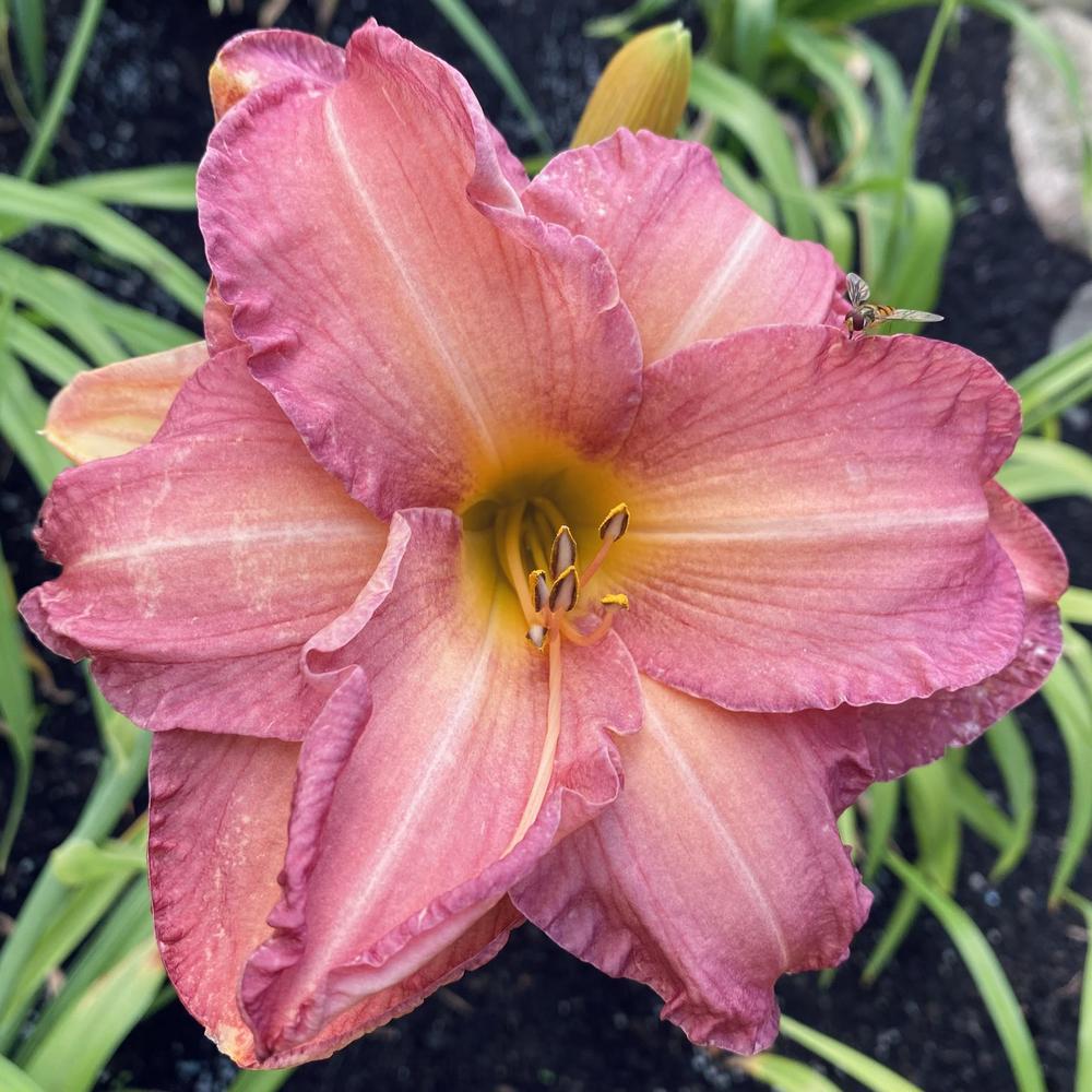 Daylily (Hemerocallis 'Ruth Whitten') in the Daylilies Database ...