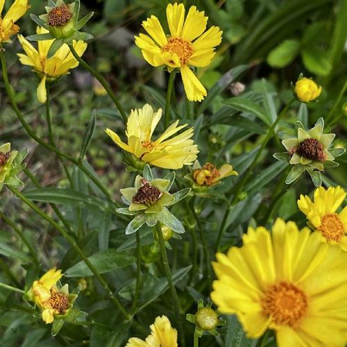 Coreopsis 'Leading Lady Sophia' in the Tickseeds Database - Garden.org