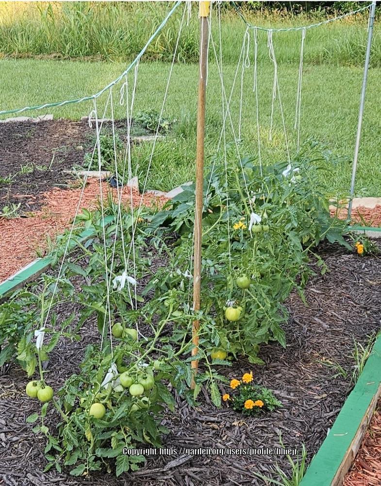 Strongest Twine for String Trellising Tomatoes? in the Ask a Question ...