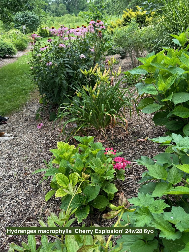 Photo of the entire plant of Bigleaf Hydrangea (Hydrangea macrophylla ...