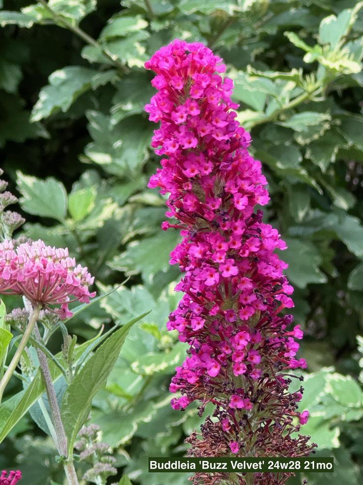 Butterfly Bush (Buddleja Buzz™ Velvet) in the Butterfly Bushes Database ...