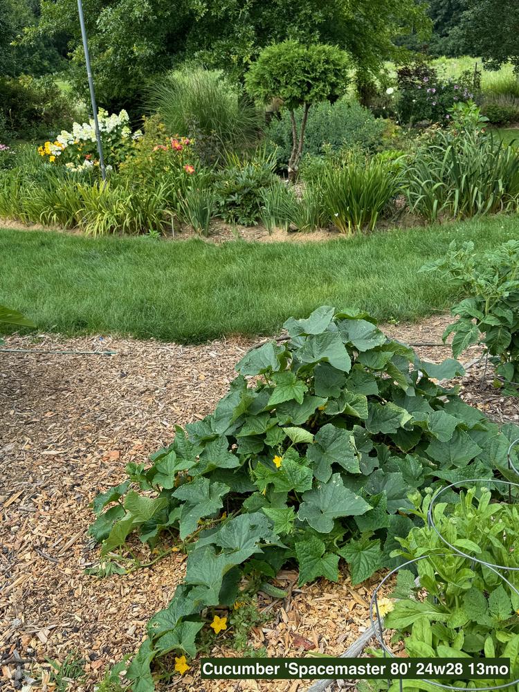 Photo of the entire plant of Cucumber (Cucumis sativus 'Spacemaster ...