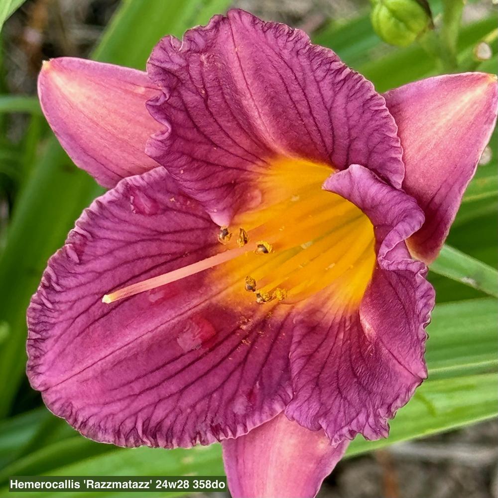 Photo of the bloom of Daylily (Hemerocallis 'Razzmatazz') posted by ...