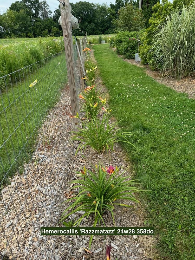 Photo of the entire plant of Daylily (Hemerocallis 'Razzmatazz') posted ...