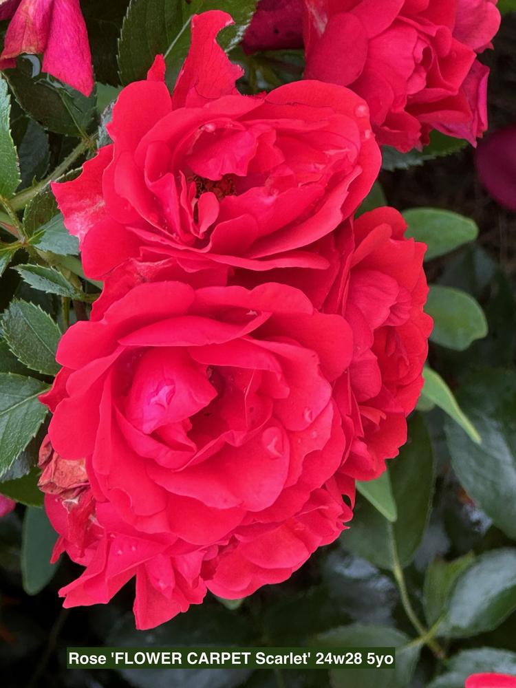 Photo of the bloom of Groundcover Rose (Rosa 'Flower Carpet Scarlet ...