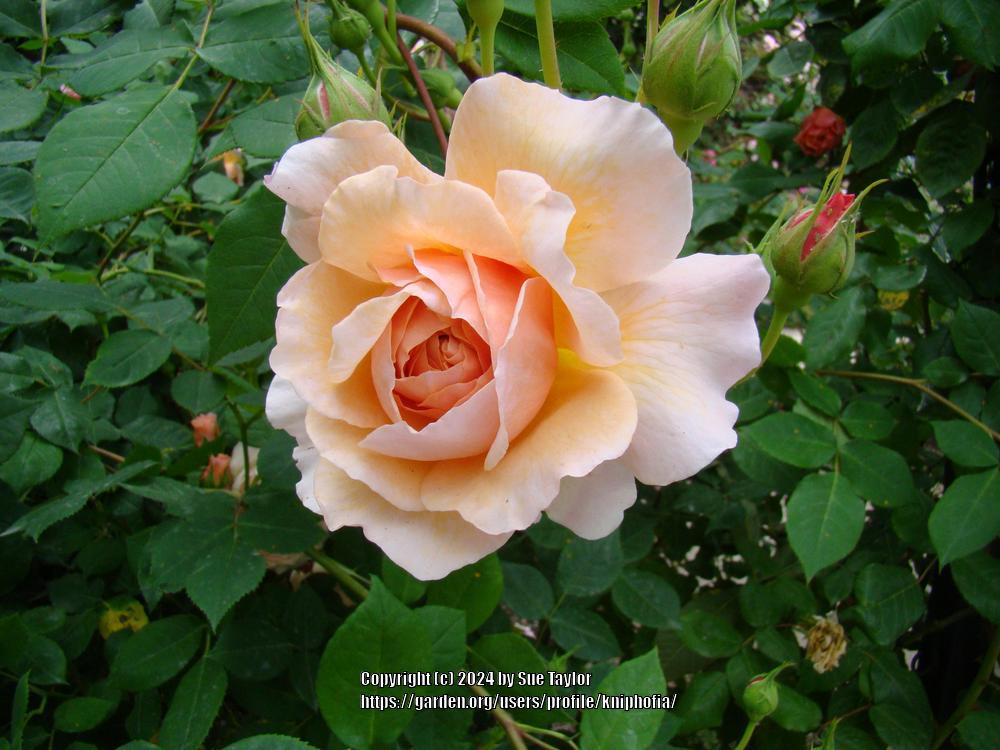 Photo of the bloom of English Shrub Rose (Rosa 'William Morris') posted ...