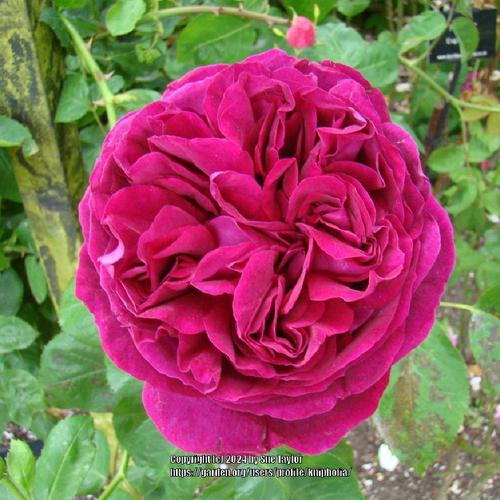 Rose (Rosa 'Falstaff') in the Roses Database - Garden.org