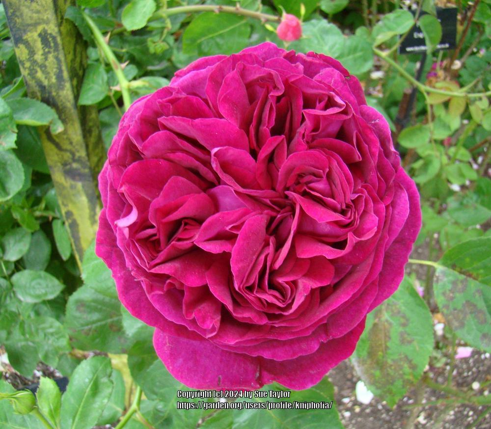 Rose (Rosa 'Falstaff') in the Roses Database - Garden.org