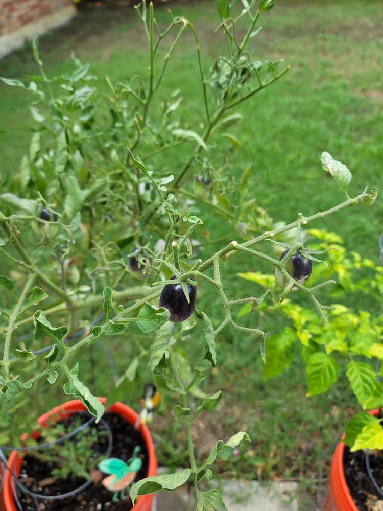 Photo of the fruit of Tomato (Solanum lycopersicum 'Indigo Ruby ...