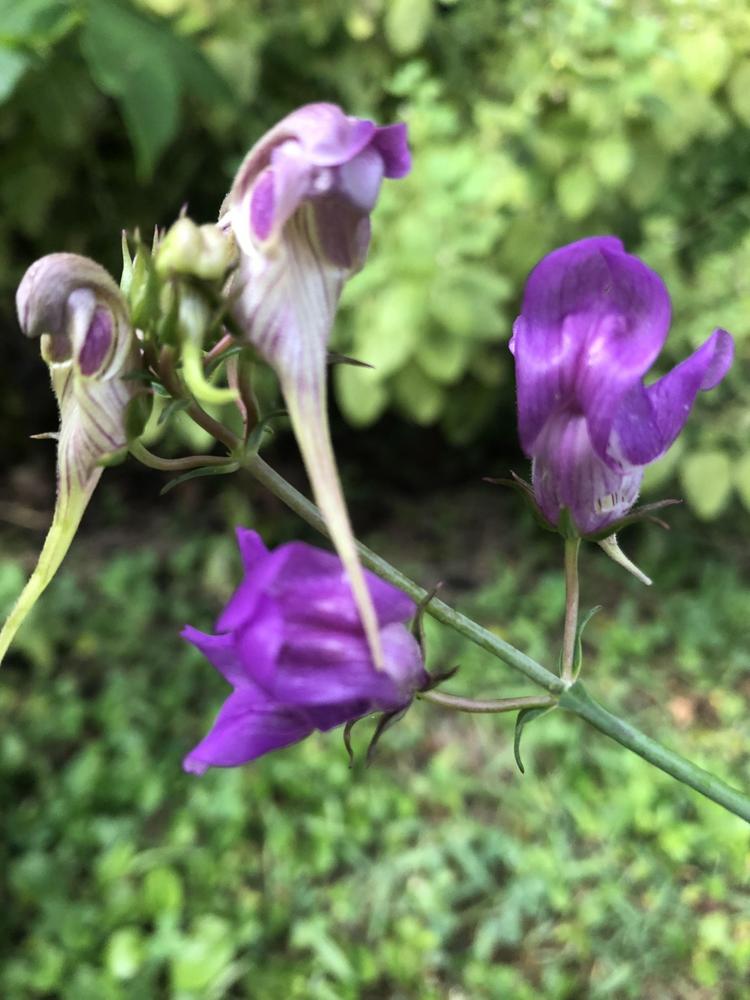Photo of the bloom of Three Bird Toadflax (Linaria triornithophora ...