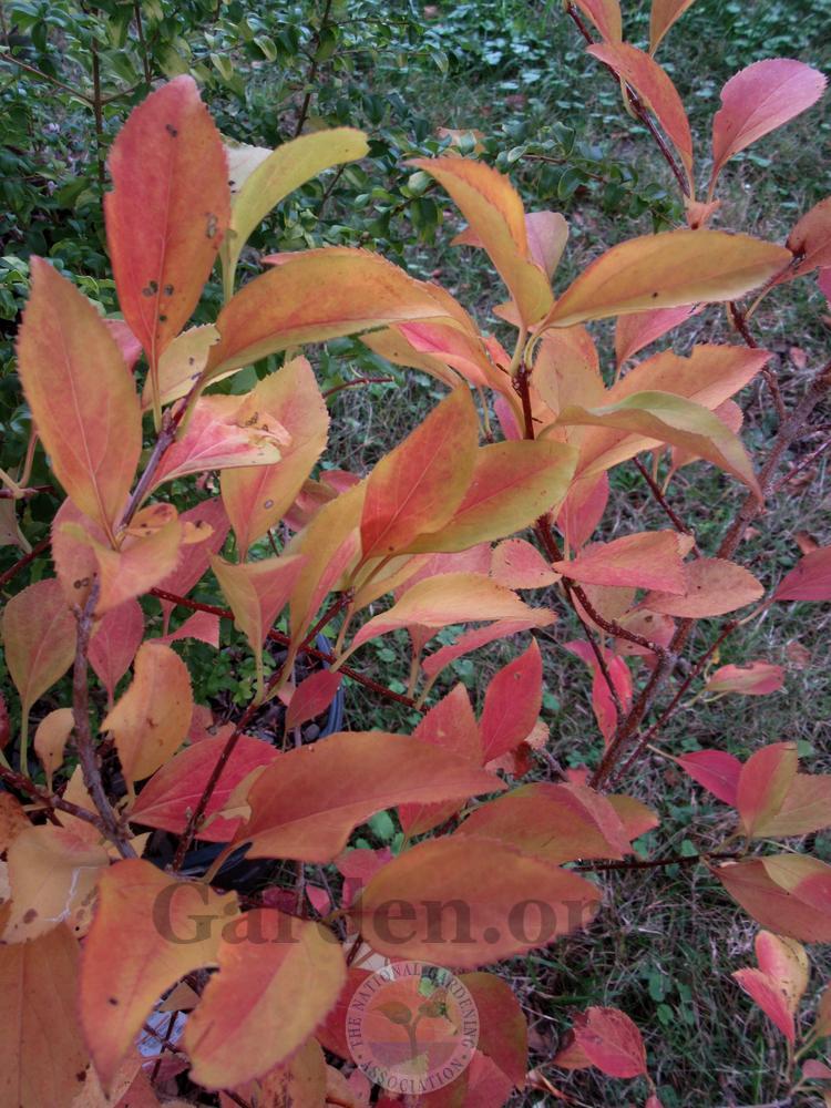 Forsythia x intermedia Week End™ - Garden.org