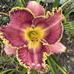 Daylily (Hemerocallis 'Raspberry Eclipse') in the Daylilies Database ...