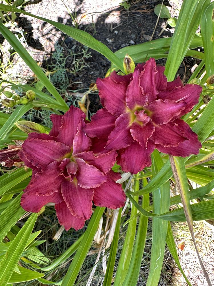 Photo of the bloom of Daylily (Hemerocallis 'Double Pardon Me') posted ...