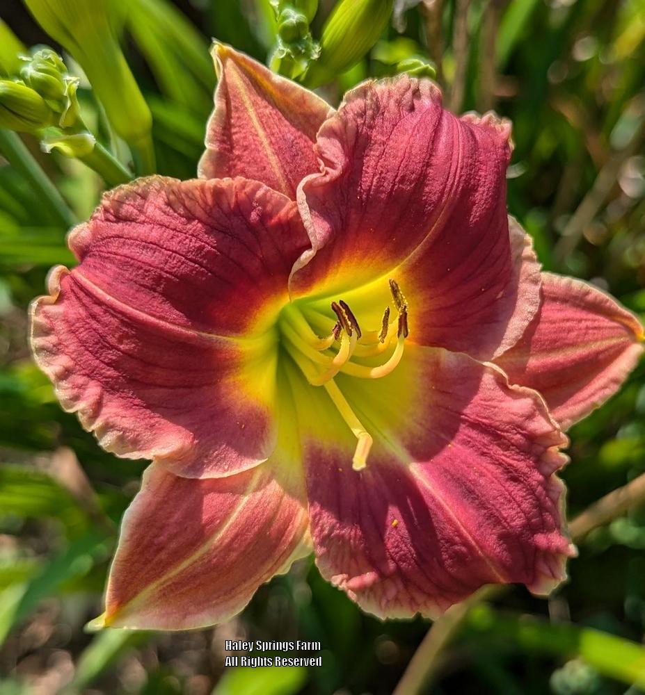Daylily (Hemerocallis 'Lone Star Hot Lips') in the Daylilies Database - Garden.org