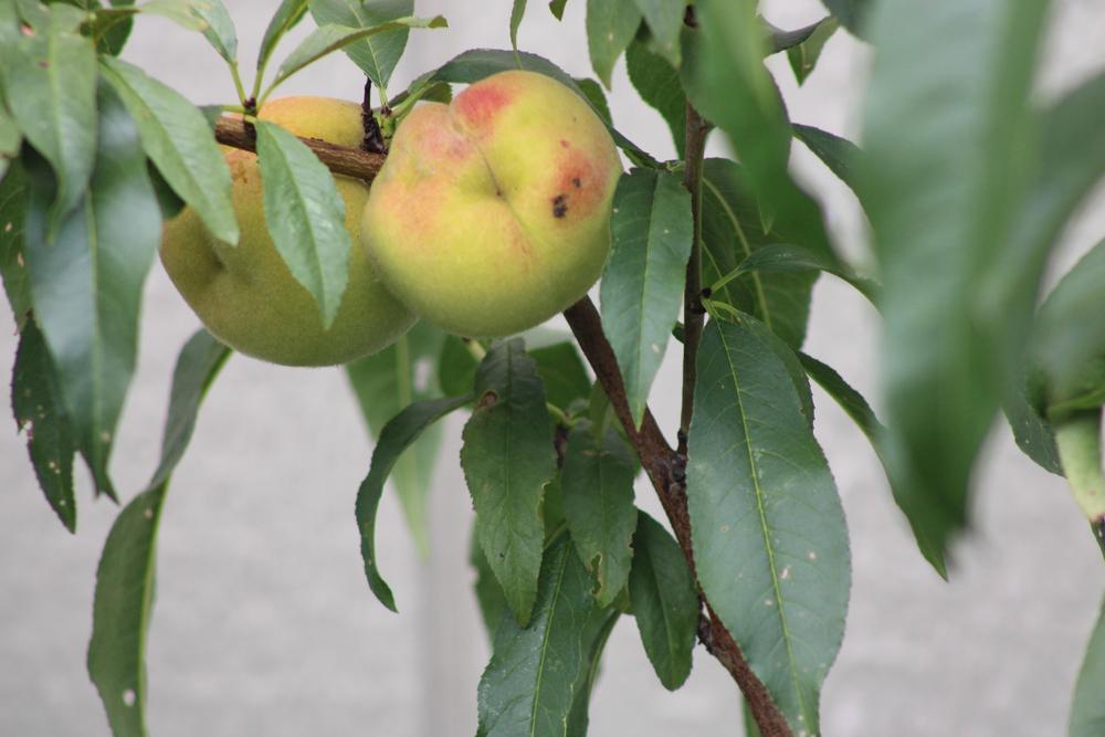 Peach (Prunus persica 'July Prince') in the Peaches Database - Garden.org