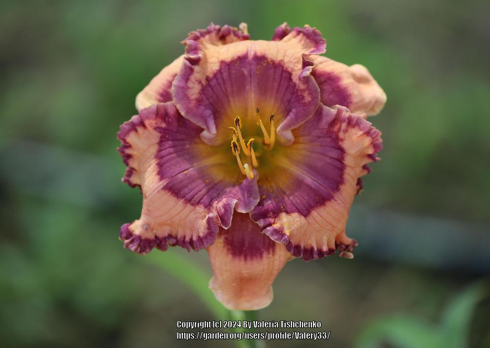 Photo of the bloom of Daylily (Hemerocallis 'Sherry Candy') posted by ...