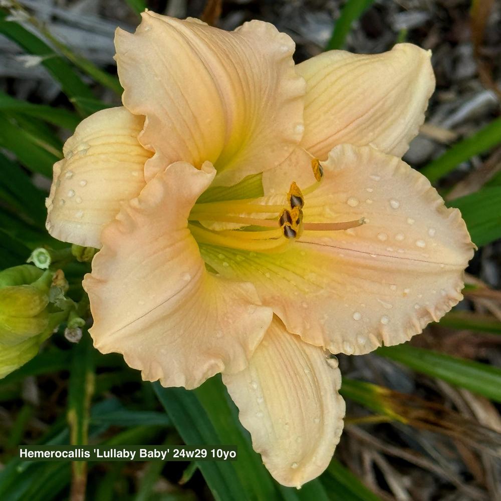 Photo of the bloom of Daylily (Hemerocallis 'Lullaby Baby') posted by ...