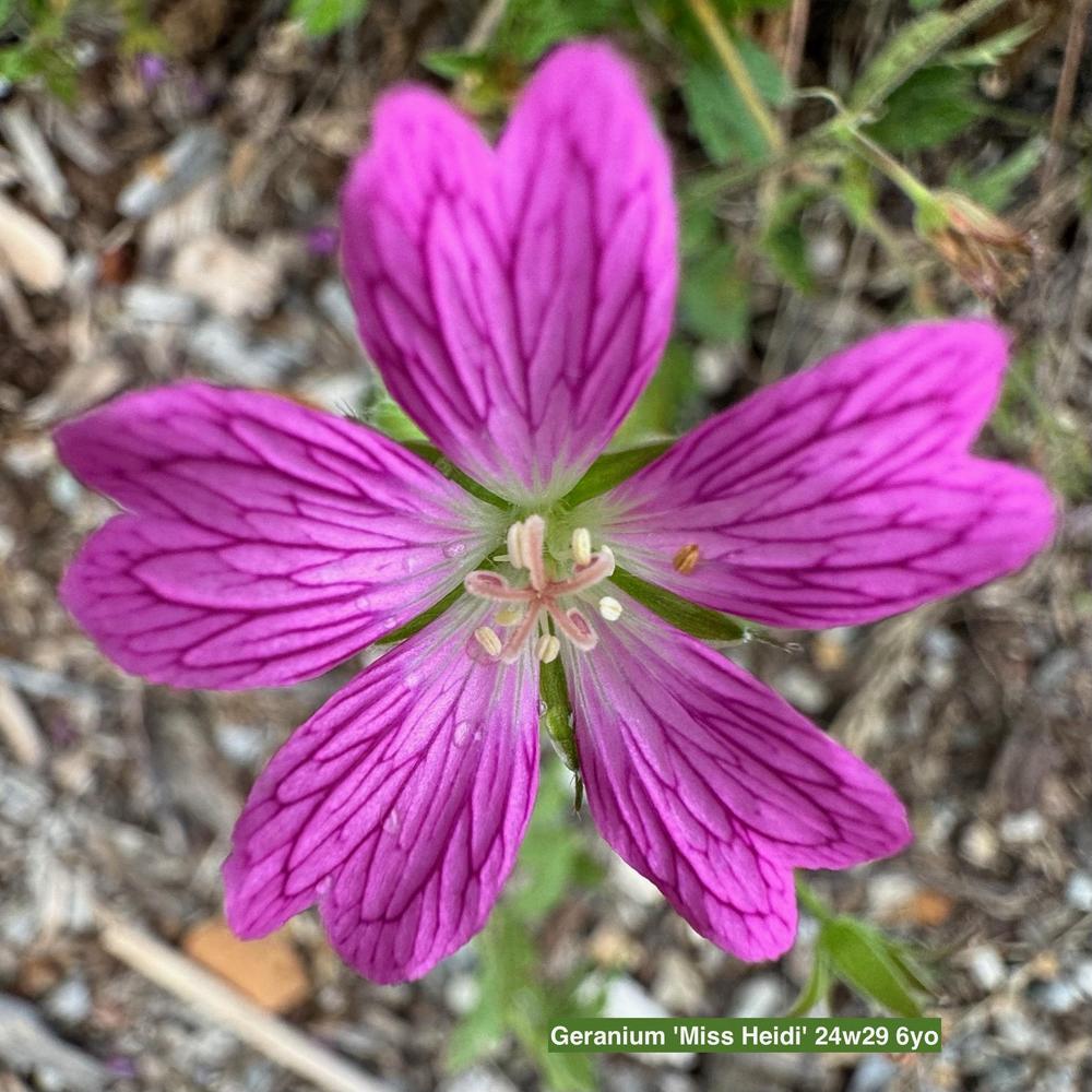 Cranesbill Geranium (Geranium 'Miss Heidi') in the Geraniums Database ...