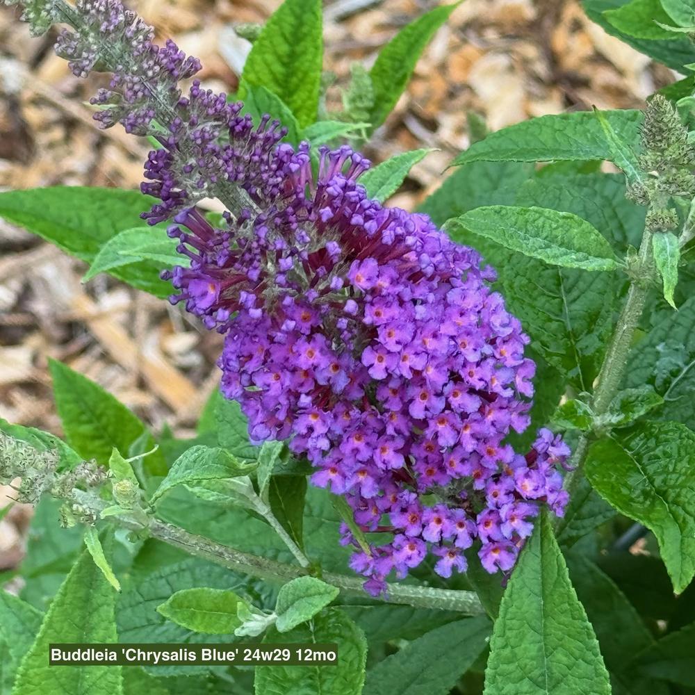 Photo of the bloom of Butterfly Bush (Buddleja Chrysalis™ Blue) posted ...