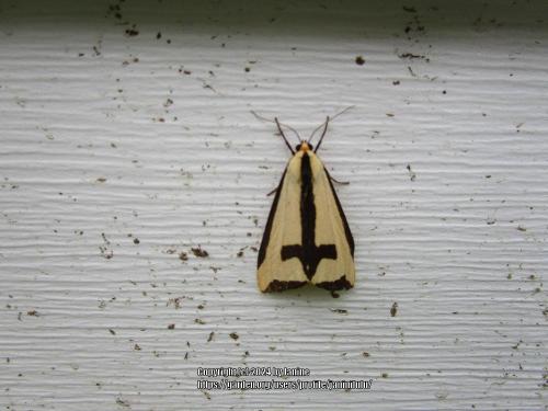 National Moth Week, July 20-27. A Mile High Seed Swap Game in Mile High ...