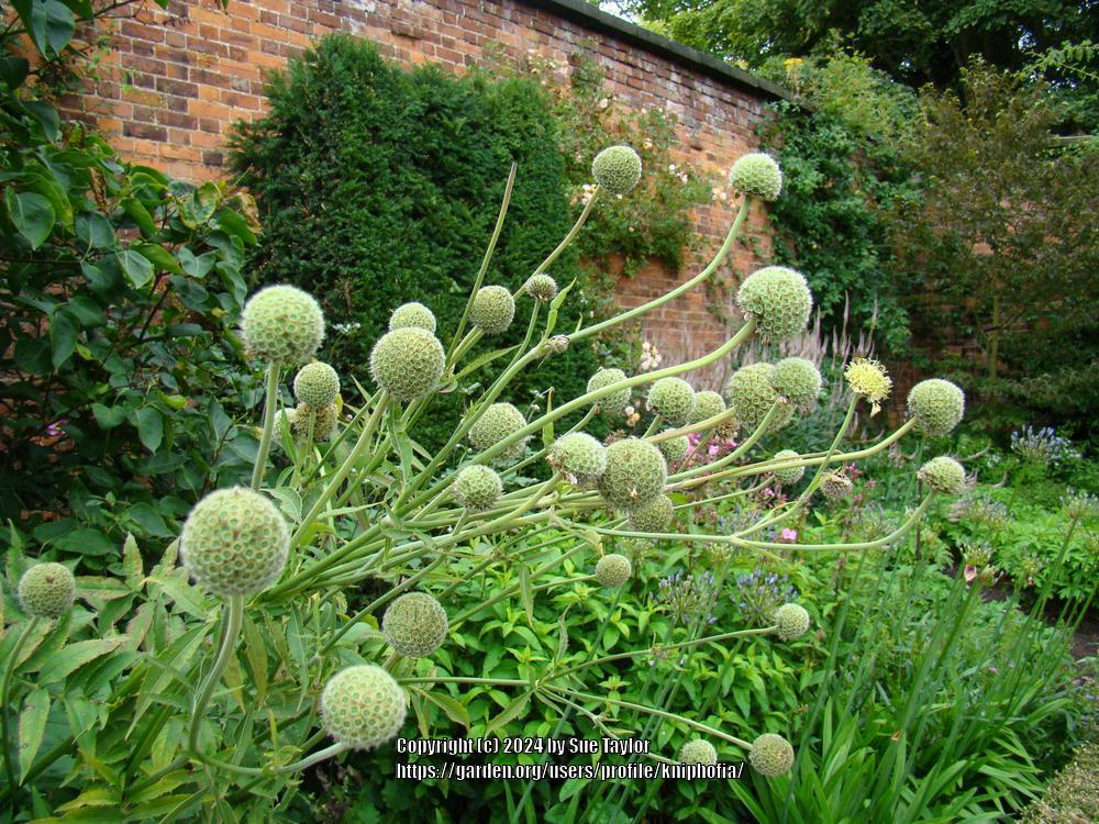 Photo of the seed pods or heads of Yellow Giant Scabious (Cephalaria ...
