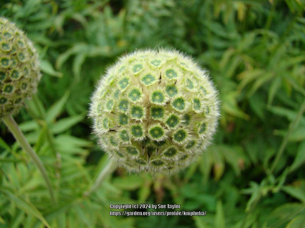 Photo of the seed pods or heads of Yellow Giant Scabious (Cephalaria ...