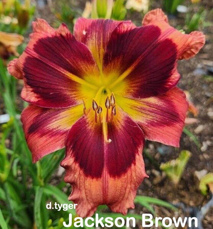 Daylily (Hemerocallis 'Jackson Brown') in the Daylilies Database - Garden.org