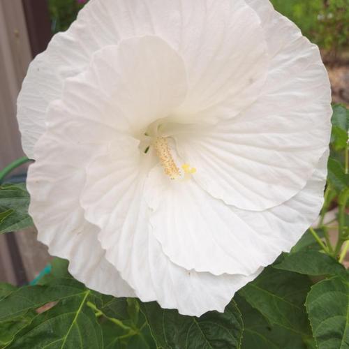 Hybrid Hardy Hibiscus (Hibiscus 'Marshmallow Moon') in the Hibiscus ...