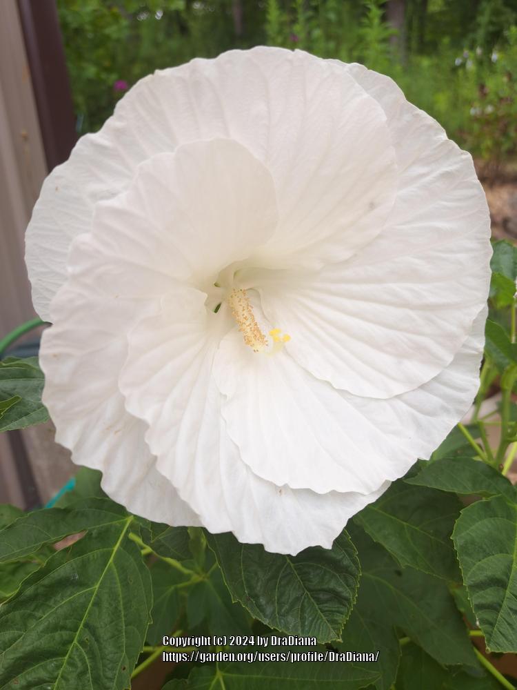 Hybrid Hardy Hibiscus (Hibiscus 'Marshmallow Moon') in the Hibiscus Database - Garden.org