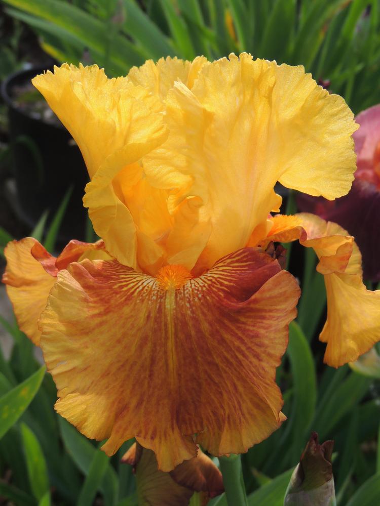 Tall Bearded Iris (Iris 'Teversham Sunrise') in the Irises Database ...