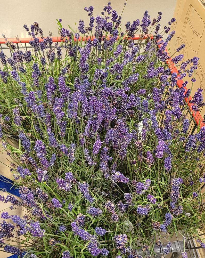 English Lavender (Lavandula angustifolia Lavenize™ Silver Forever) in ...