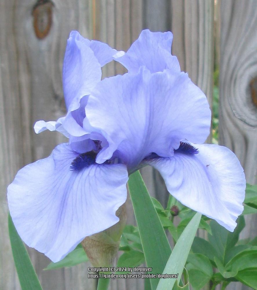 Photo of the bloom of Tall Bearded Iris (Iris 'Codicil') posted by doglover - Garden.org