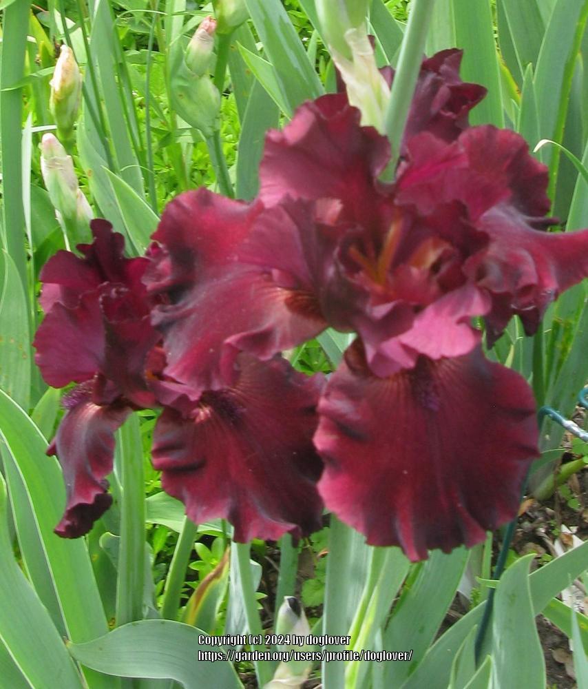 Photo of the bloom of Tall Bearded Iris (Iris 'Rio Rojo') posted by ...