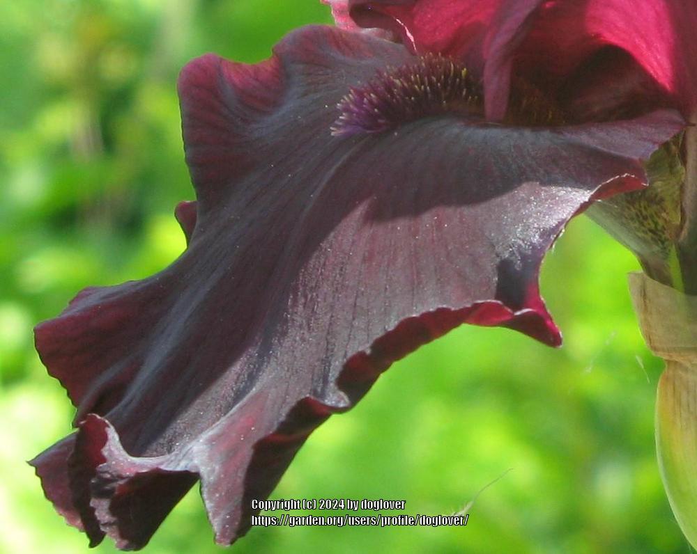Photo of the closeup of buds, sepals and receptacles of Tall Bearded ...