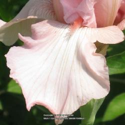 Tall Bearded Iris (Iris 'Vanity') in the Irises Database - Garden.org
