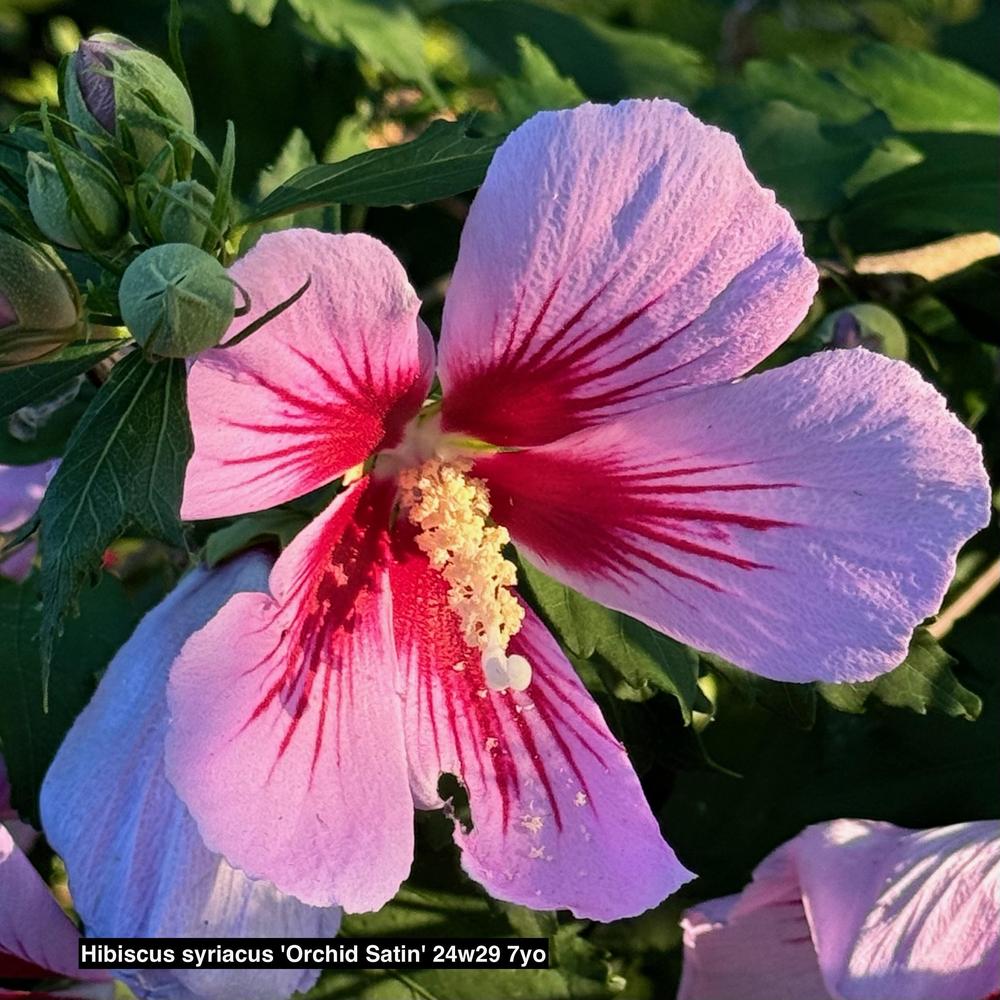 Photo of the bloom of Rose Of Sharon (Hibiscus syriacus Orchid Satin ...
