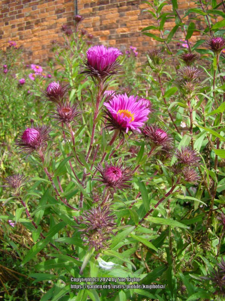 Photo of the bloom of New England Aster (Symphyotrichum novae-angliae ...
