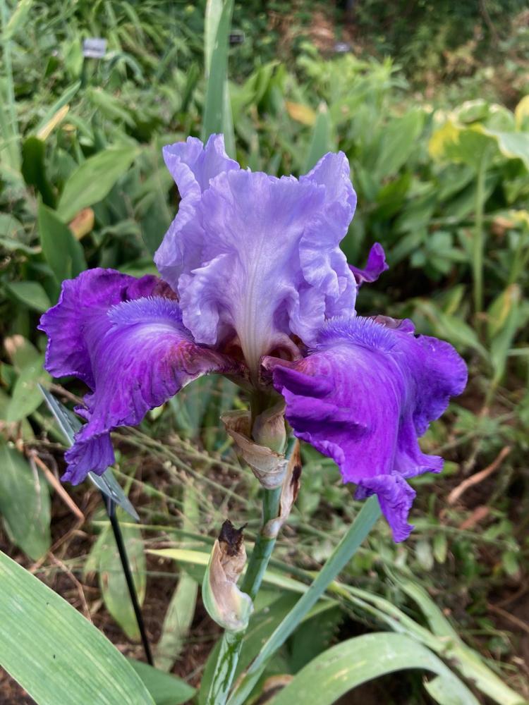 Iris ID in the Irises forum - Garden.org
