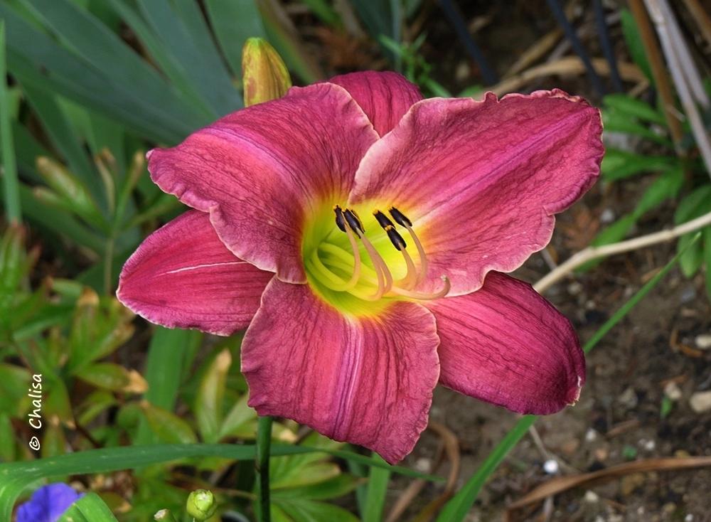 Photo of the bloom of Daylily (Hemerocallis 'Double Oh Seven') posted by Chalisa - Garden.org