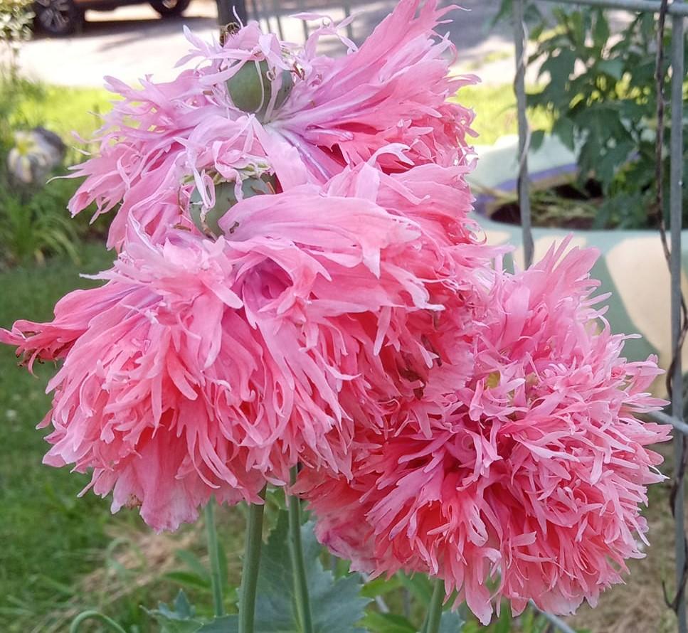 Photo of the bloom of Peony Poppy (Papaver somniferum 'Bombast Rose ...